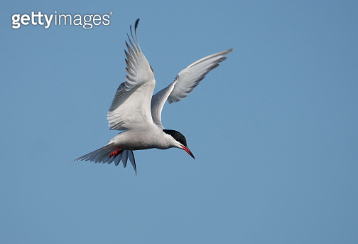 Common tern, Sterna hirundo 이미지 (1324372648) - 게티이미지뱅크