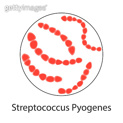 Streptococcus pyogenes. Cartoon illustration of streptococcus pyogenes ...