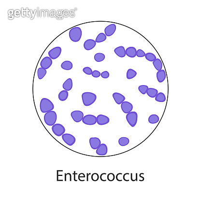 Enterococcus faecalis. Pathogenic flora. The bacterium causes ...