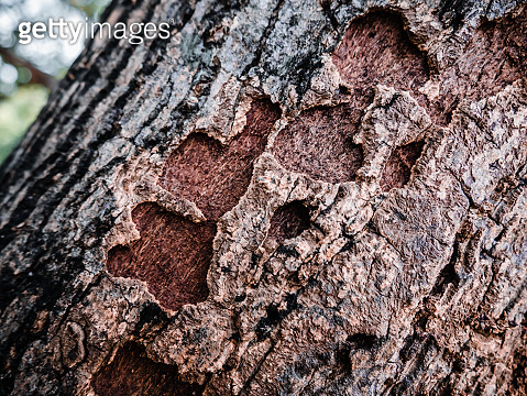 tree bark texture eaten by insects in the middle of the forest 이미지 ...