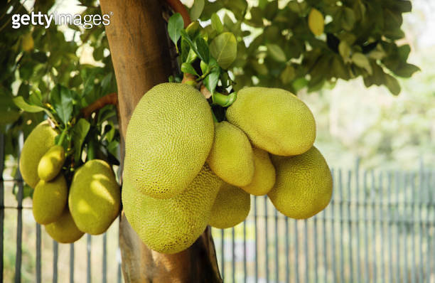 Young Jackfruit, Jack Tree. Tropical Fruit and Commonly Used in South ...