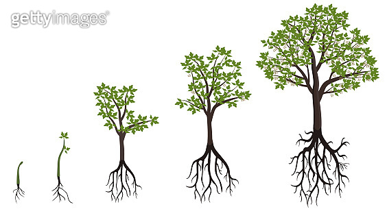 Five stages of growing maple tree. 이미지 (1352404292) - 게티이미지뱅크