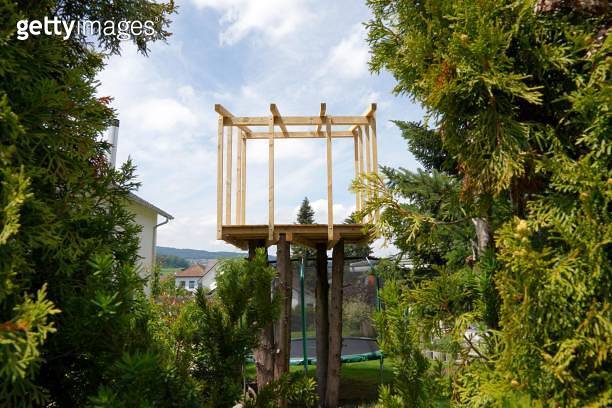 Tree house skeleton made of wooden beams. It is surrounded by cedar ...