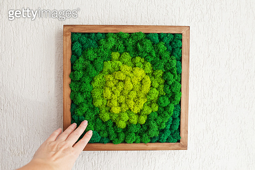 Stabilized multicolored Icelandic moss in the interior. Panel of green ...
