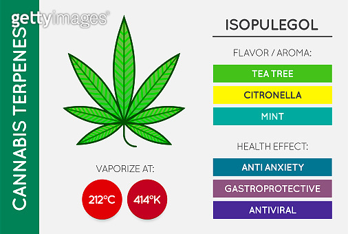 Cannabis Terpene Guide Information Chart. Aroma and Flavor with Health ...