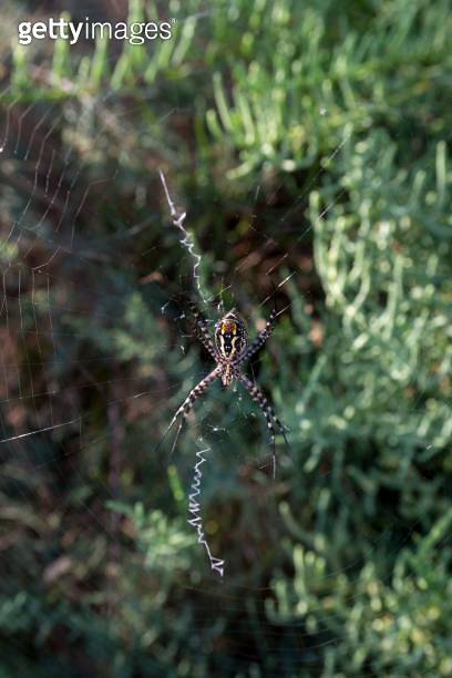 weaving spider waits for its prey in a spiderweb 이미지 (1371367208) - 게티이미지뱅크