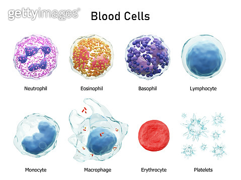 Blood cells series . Neutrophils Eosinophils Basophils Lymphocytes ...