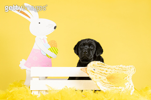An adorable black labrador retriever puppy dog in a white crate on a ...