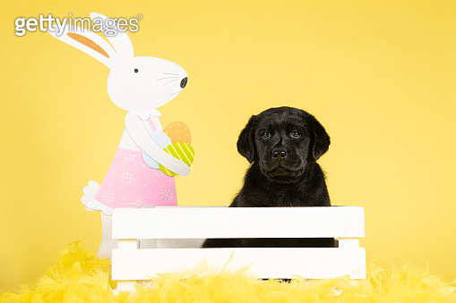An adorable black labrador retriever puppy dog in a white crate on a ...