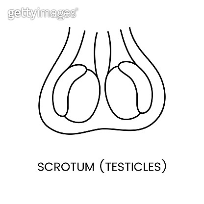Human scrotum is a linear icon in vector, an illustration of a man's ...
