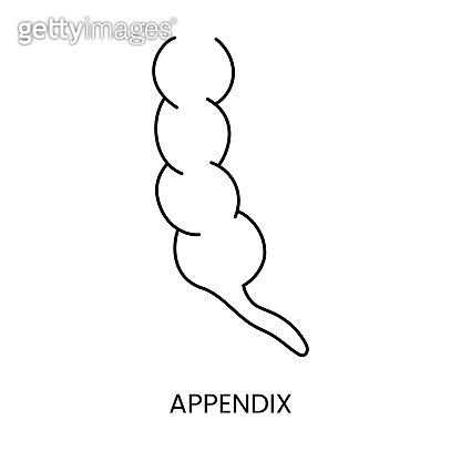 The human appendix is an anatomical icon of a line in a vector, an ...