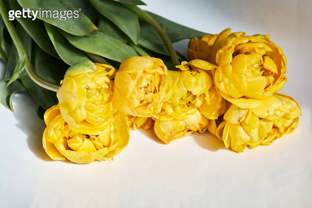 Bunch of beautiful yellow Double Peony Tulip 이미지 (1395676558) - 게티이미지뱅크