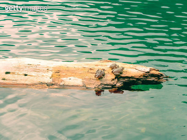 Three frogs are sitting on a log floating in the clear calm water of ...