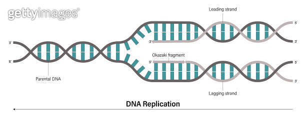 DNA replication. Process by which a double stranded DNA molecule is ...