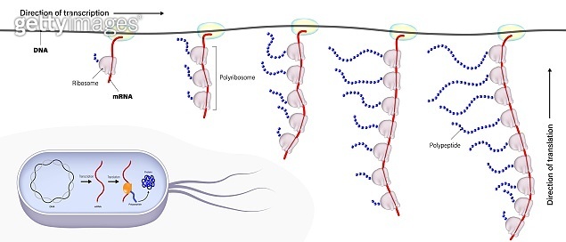 Diagram of transcription and translation in bacteria. Prokaryotic cell ...