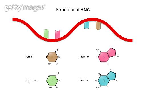 Structure of RNA. Ribonucleic acid. Nitrogenous base and Sugar ...