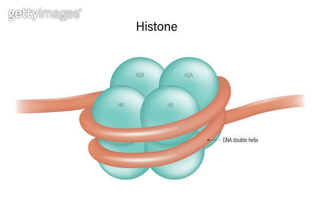 Histone proteins (H2A, H2B, H3, and H4) core. Nucleosome. DNA double ...