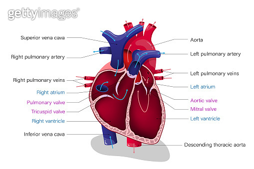 Diagram of the heart and blood flow inside the heart. Medical education ...