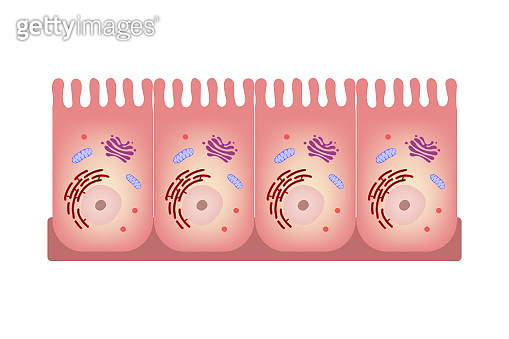 Intestinal epithelial cell. Infographics enterocyte. Medical education ...