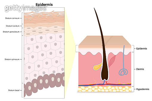 Epidermis layers of human skin cross section vector. Structure of the ...