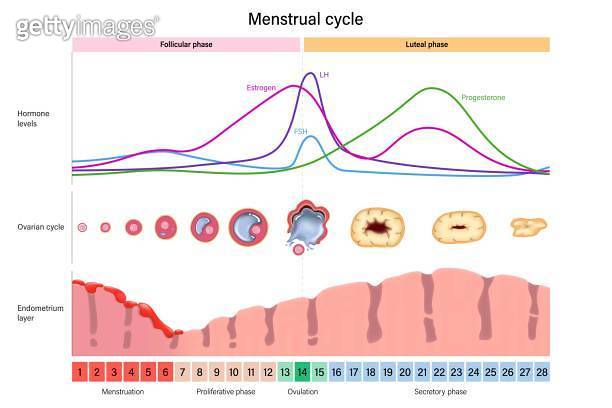 Menstrual cycle. Hormone levels, Ovarian cycle and Endometrium layer ...