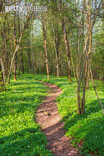 Winding nature trail in a spring forest 이미지 (1401109067) - 게티이미지뱅크