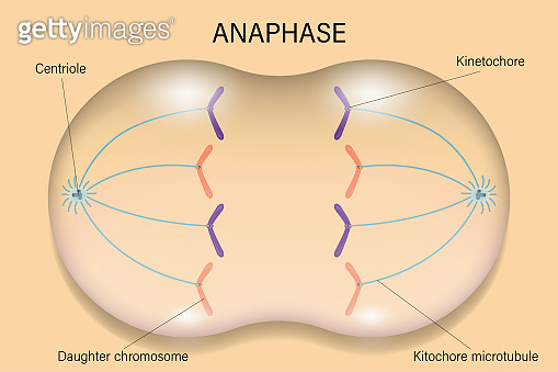 Anaphase. Cell division. Cell cycle. 이미지 (1385625760) - 게티이미지뱅크