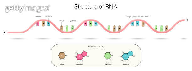 Struture of DNA vector. Ribonucleic acid. Uracil, Adenine, Cytosine and ...