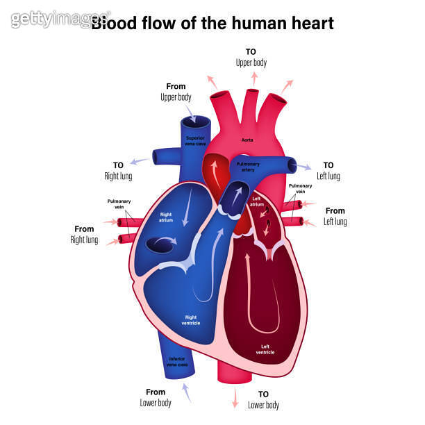 Diagram showing blood flow of the human heart vector. (1396811564) - 게티 ...