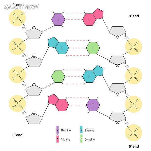 Structure of DNA. Deoxyribonucleic acids. Nitrogenous base (Thymine ...