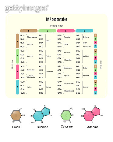 RNA codon table vector. Genetic code table. Uracil, Guanine, Cytosine ...