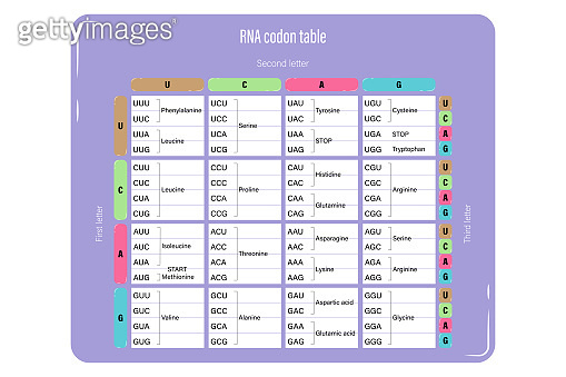 RNA codon table vector. Genetic code. The three bases of an mRNA codon ...