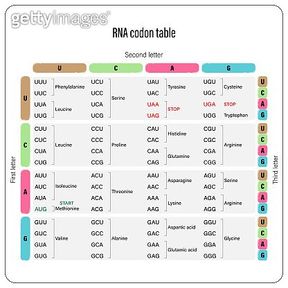 RNA codon table vector. Genetic code table. The three bases of an mRNA ...