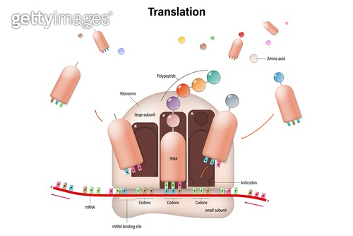 Diagram of translation in prokaryotic cell. mRNA. Ribosome. tRNA ...