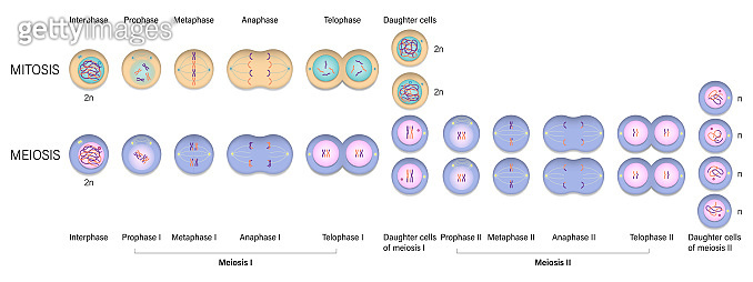 Mitosis and Meiosis diagram. Cell division. Prophase, Metaphase ...