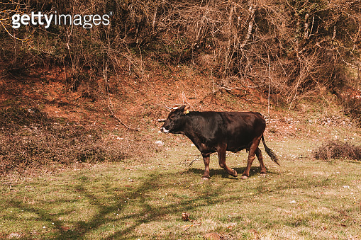 Humanely raised free range cow in in meadow. (1397357793) - 게티이미지뱅크