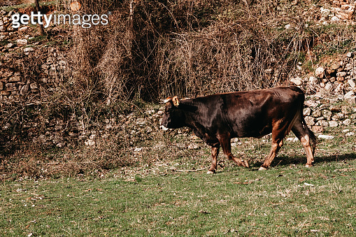 Humanely raised free range cow in in meadow. 이미지 (1397357557) - 게티이미지뱅크