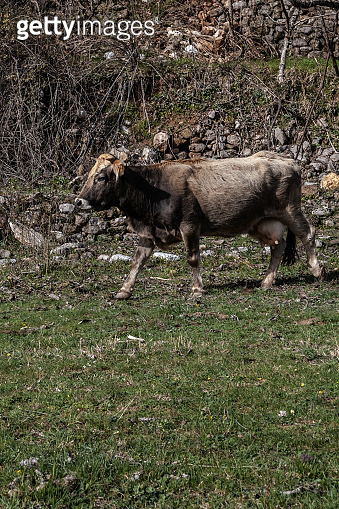 Humanely raised free range cow in in meadow. 이미지 (1397357553) - 게티이미지뱅크