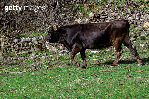 Humanely raised free range cow in in meadow. 이미지 (1397357526) - 게티이미지뱅크