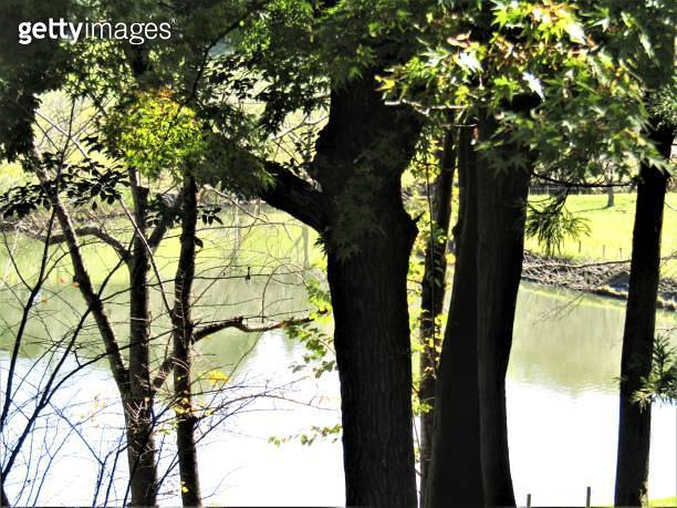 Japan. Shadows in the forest at the lake at nice sunny day in October ...