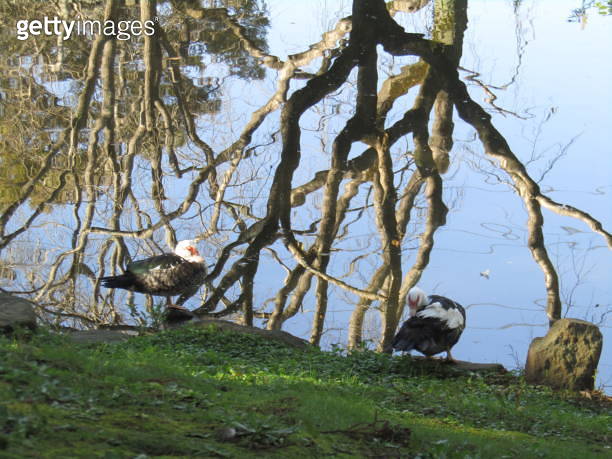 Japan. October. Ducks at the pond in the park. 이미지 (1363339111) - 게티이미지뱅크