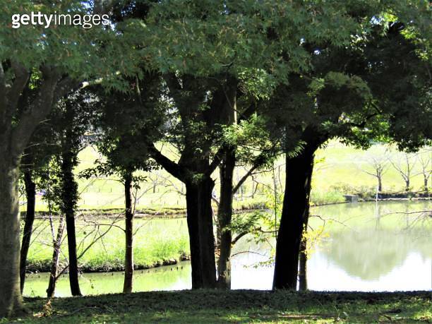 Japan. Shadows in the forest at the lake at nice sunny day in October ...