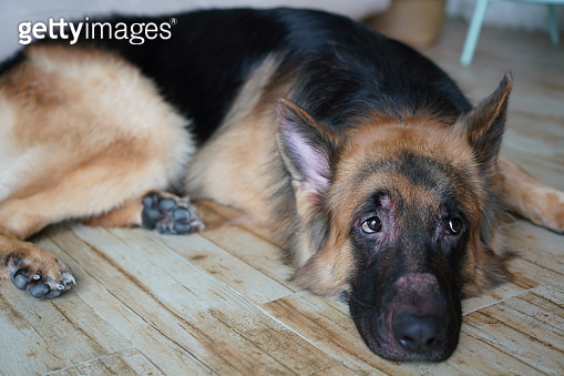 german shepherd dog with skin rash at face from allergy infection lying ...