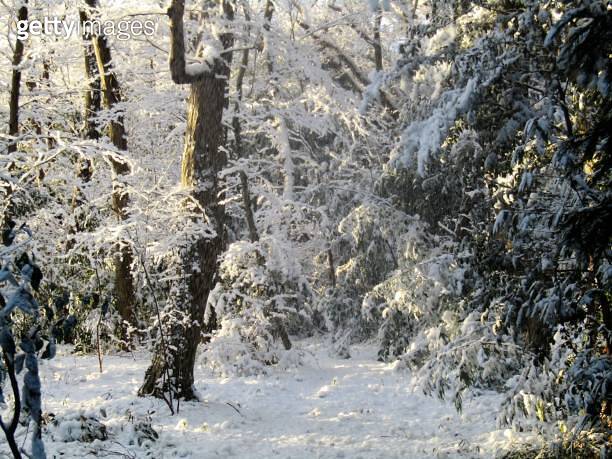 Japan. January. Sunny morning after snowing night. At the winter forest ...