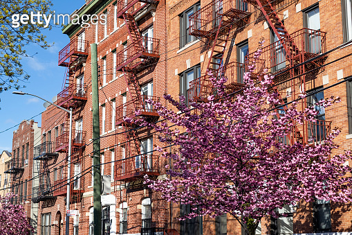 Beautiful Neighborhood Street in Astoria Queens with Pink Flowering ...