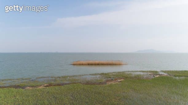 reed at lake tai under blue sky in spring 이미지 (1389830617) - 게티이미지뱅크