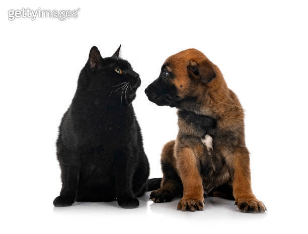 puppy malinois and cat in studio 이미지 (1368412904) - 게티이미지뱅크