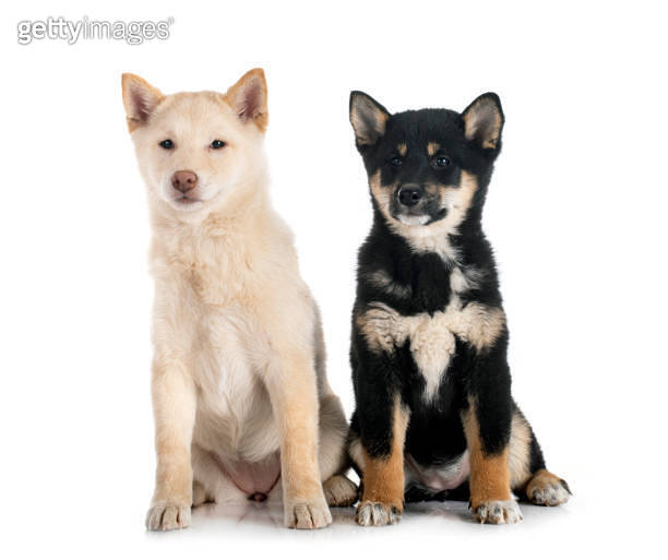 shiba inus in studio 이미지 (1369270412) - 게티이미지뱅크