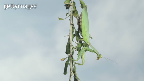 Praying mantis sits on a branch on background sky with clouds. Closeup ...