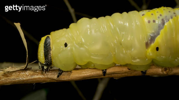 Larva (caterpillar) of butterfly Death's Head Hawkmoth sits on a branch ...